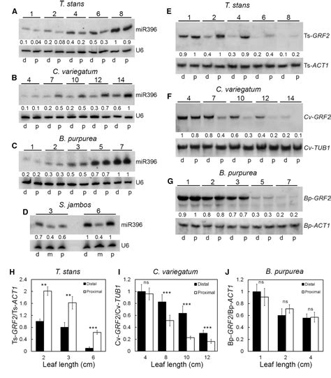 Figure 7 From Divergence In Patterns Of Leaf Growth Polarity Is