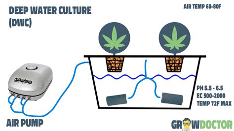 Why Dwc Is The Best Way To Grow Cannabis Growdoctor Guides