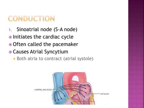 Ppt Conduction Powerpoint Presentation Free Download Id 4225169