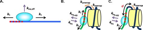 Non Specific Binding Model Of Tf Dissociation From A Naked Dna And B