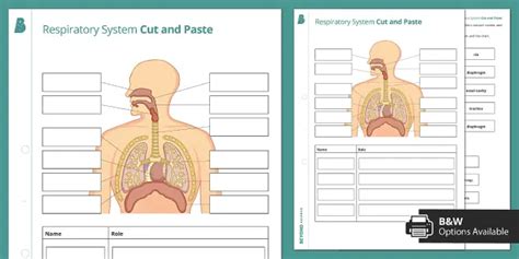 Respiratory System Cut And Paste Teacher Made Worksheets Library