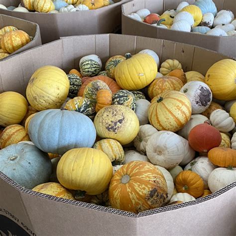 Mixed Squash Box Jolly Pumpkin