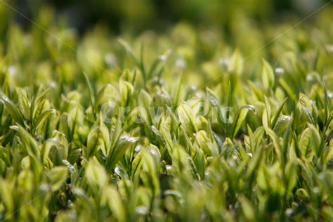 계절 녹색 농업 들 야외 사진이미지일러스트캘리그라피 원프로작가