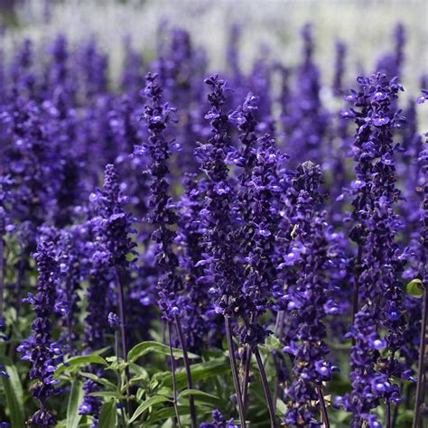 Buy Mealy Cup Sage Salvia Victoria Blue Vivisal Pbr £639