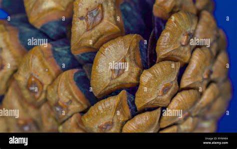 The Tip Of The Scale Of The Pinus Nigra On A Macro Shot Or The Black