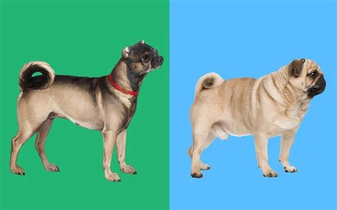 What Dogs Looked Like Before Breeding