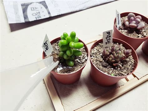 미니 다육식물 심는방법키우는방법 네이버 블로그