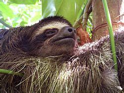 Pygmy Three Toed Sloth Wikipedia