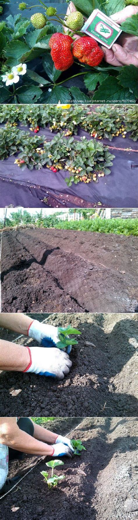 САД ОГОРОД ДАЧА ПОДВОРЬЕ Растения Огород Садовые деревья