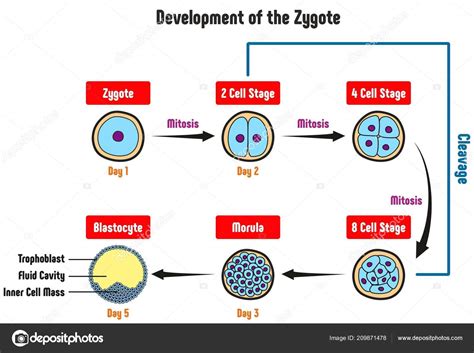 Diagrama Do Zigoto Apostila Embriologia Centro Educacional Sete De