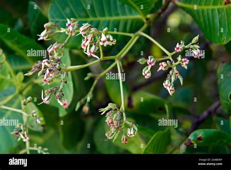 Cashew Flower