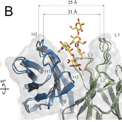 Pdf Structural Basis Of Gd2 Ganglioside And Mimetic Peptide
