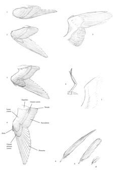 Duck Anatomy Ideas Anatomy Duck Wing Anatomy