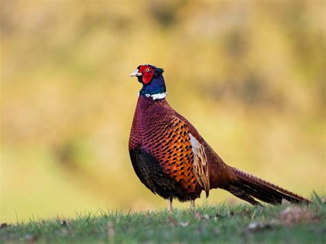 Can Pheasants Fly Exploring Distance Speed Height Birdfact