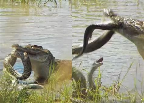 Animal Sighting Python Fights To Escape Crocodiles Grip