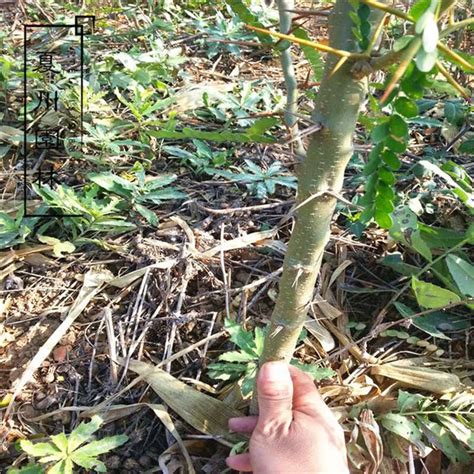 申堰大刺皂角树苗皂角树绿化皂荚树苗盆栽地栽皂角树苗庭院皂角苗皂角树1 5公分粗其他 虎窝购
