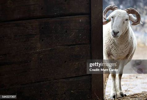 Ewe Can Photos And Premium High Res Pictures Getty Images