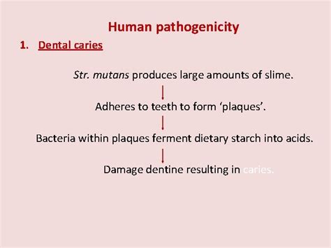 The Viridans Streptococci Streptococcus Pneumoniae Pneumococcus