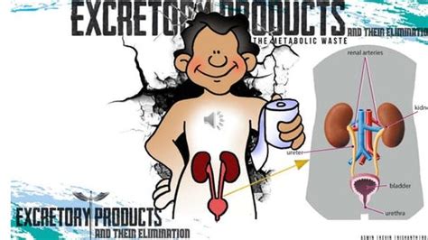 Excretion Biology Class 10th Pptx