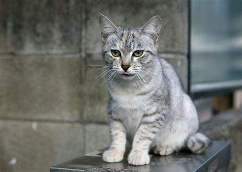 Siamese Tabby Vs Australian Mist Breed Comparison