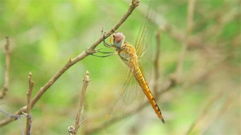 Pantala Flavescens Libélula O Libélula De Ciwet Encaramada En Una Rama