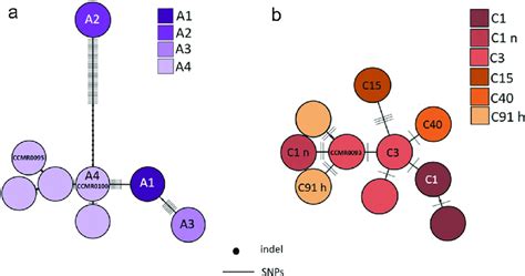 Minimum Haplotype Network For The Symbiodiniaceae Its 2 Unique Download Scientific Diagram
