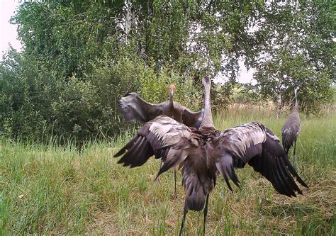 Chernobyl Red Forest Animals