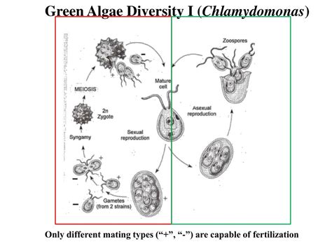 Ppt Green Algae Chlorophytes Powerpoint Presentation Free Download Id 5753443
