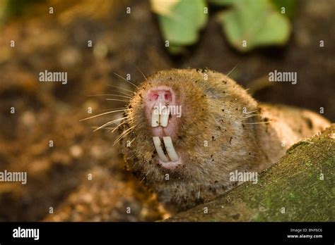 Mole Teeth
