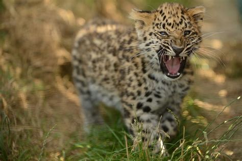 Wallpaper Grass Wildlife Big Cats Whiskers Cheetah Snow Leopard