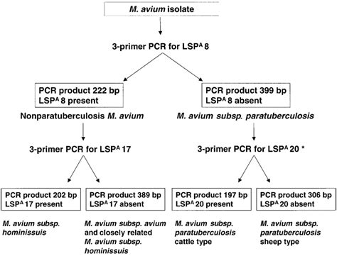 Diagnostic Algorithm For Pcr Based Identification And Typing Of An M