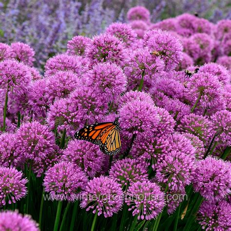 Winter Greenhouse Allium Serendipity 18 99