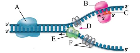[bio 102] Sem2 Q4 Dna Replication Flashcards Quizlet