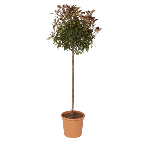 Goodhome Red Robin Shrub Plant