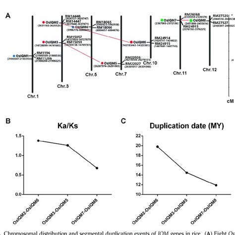 Chromosomal Distribution And Segmental Duplication Events Of Iqm Genes