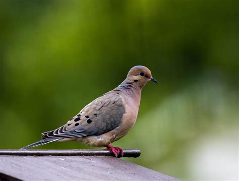 10 000 Free Morning Dove And Mourning Dove Images Pixabay