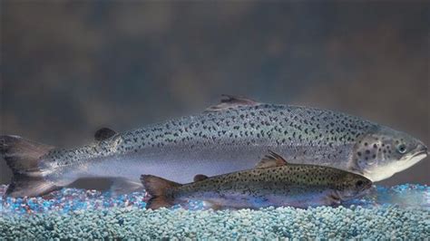 Genetically Modified Salmon For Human Consumption Rci English
