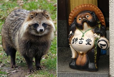Tanuki Balls Real