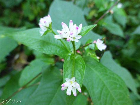 花図鑑ミゾソバ 溝蕎麦 ウシノヒタイ 牛の額 タデ科タデ属の一年草