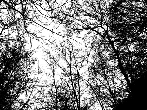 Trees Without Leaves Isolated On White Background Black White Vector Stock Illustration