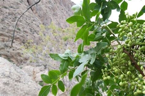 گیاه گون؛ گنجی در دل بلوچستان با فرصت های اقتصادی خبرگزاری مهر اخبار ایران و جهان Mehr