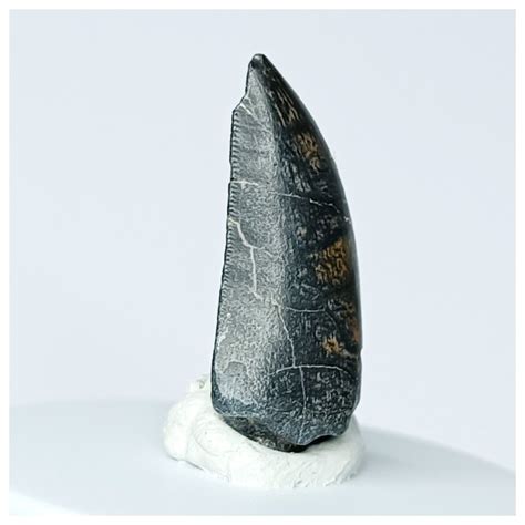 Kryptops Palaios Abelisaurid Theropod Dinosaur Tooth Cretaceous Elrhaz