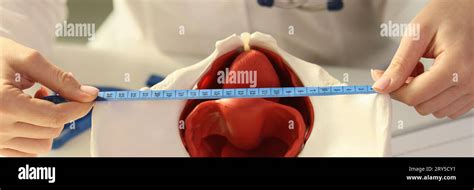 Doctor Measures Pelvic And Female Reproductive Organs Model Stock Photo Alamy