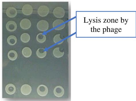 View Of The Spot Test Technique The Same Bacteriophage Is Tested On 20