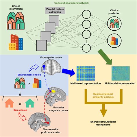 Frontopolar Cortex Represents Complex Features And Decision Value During Choice Between