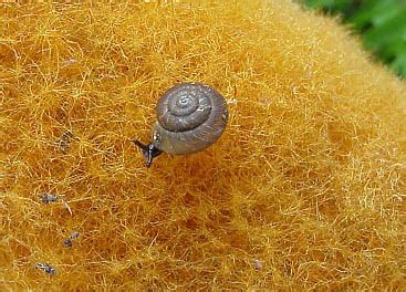 190菌食性の動物 コキララタケ カタツムリ