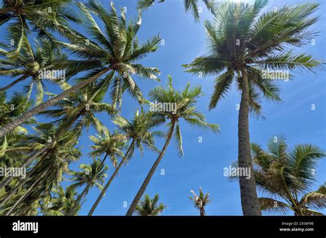 Coconut Trees At Nha Trang Beach Vietnam Stock Photo Alamy