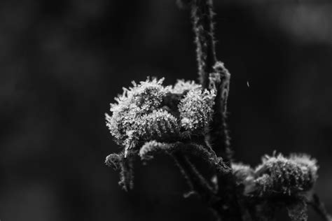 Un Froid Glacial Décembre 2022 Rphotographie