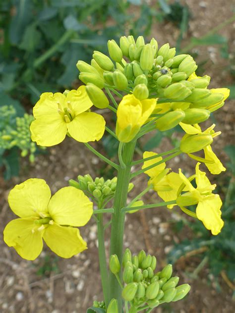 Photographs Of Brassica Rapa Uk Wildflowers Inflorescence