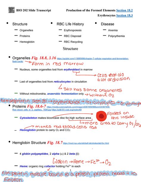 18 2 3 Production Formed Elements Erythrocytes Bio 202 Slide Transcript Production Of The